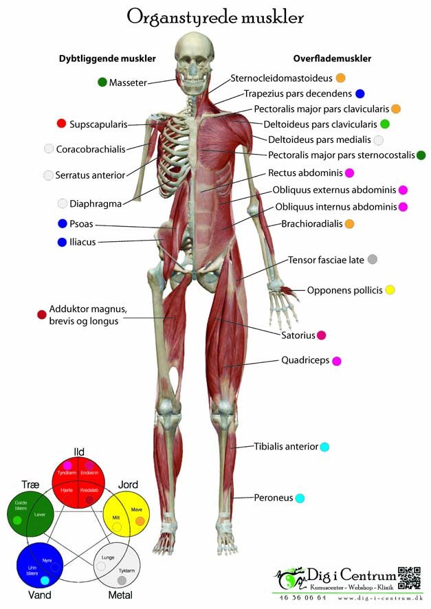 Organstyrede muskler for- og bagside