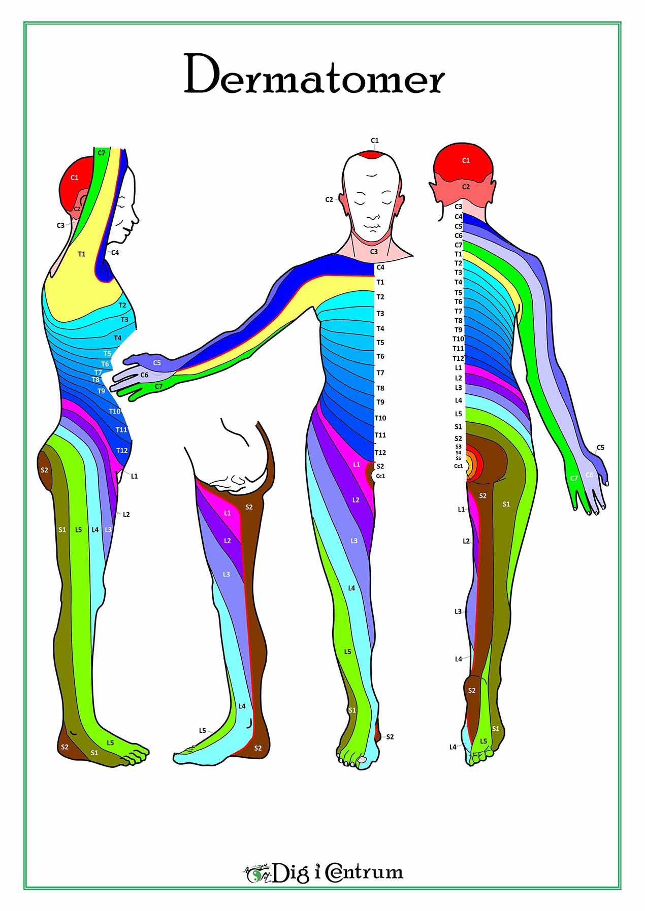 Dermatomer - Plancher - Dig i Centrum