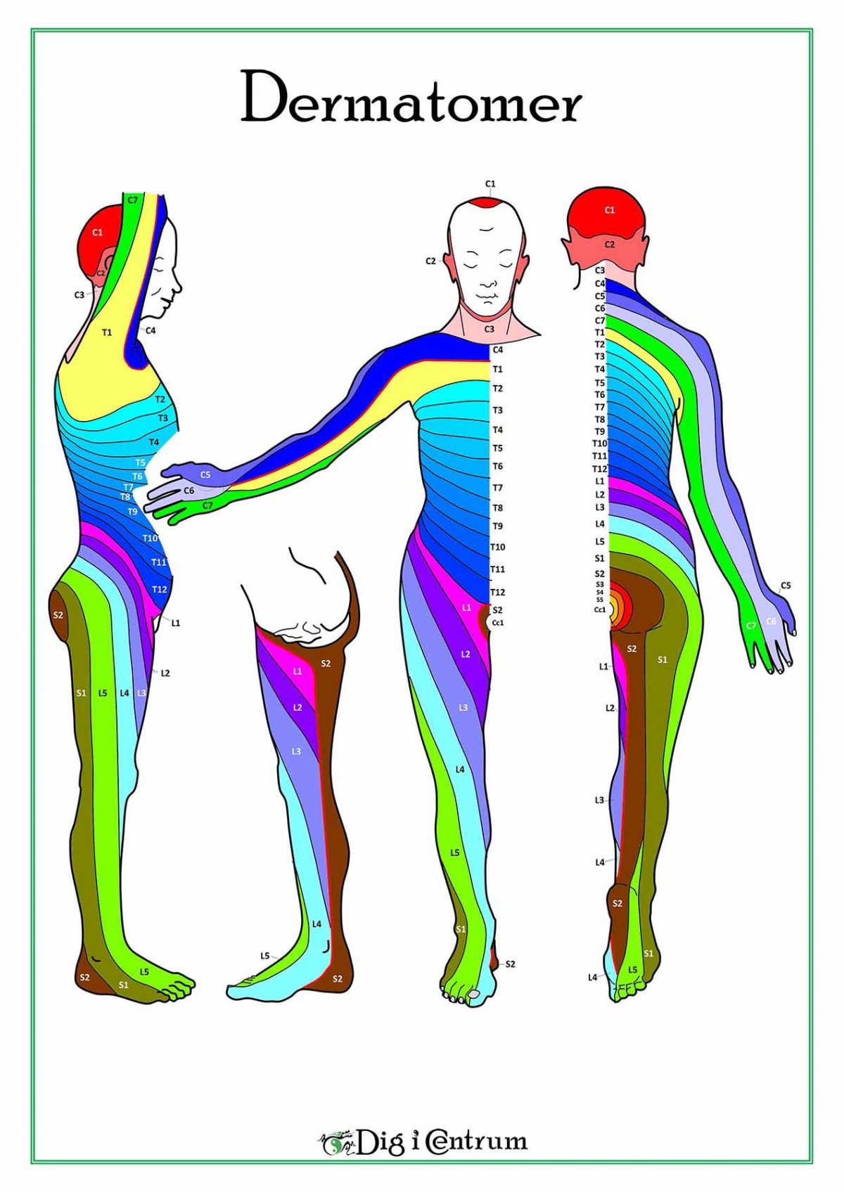 Dermatomer - Plancher - Dig i Centrum